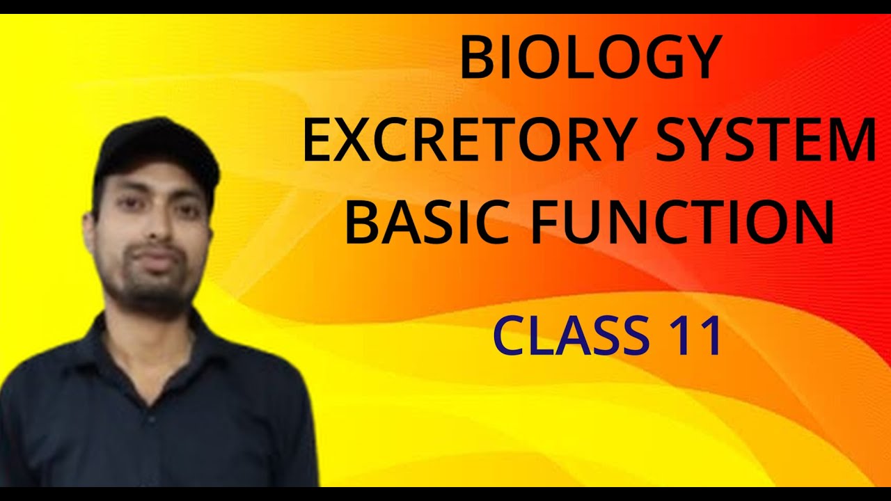 EXCRETORY SYSTEM BASIC FUNCTION - YouTube