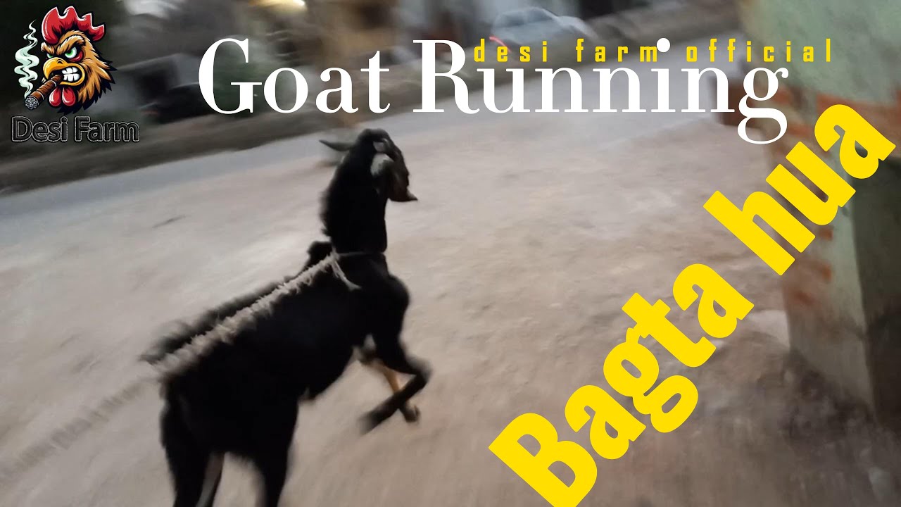 goat running video | Eid special video | goat farming - YouTube