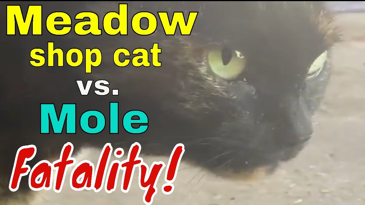 Meadow Shop Cat vs Mole man FATALITY cat eats mole live action GRAPHIC ...
