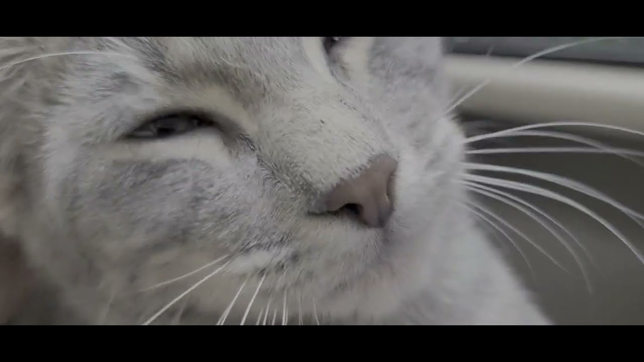 Work kitten enjoys some loving - YouTube