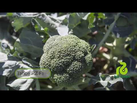 KILIMO CHA MBOGAMBOGA NA MATUNDA - YouTube