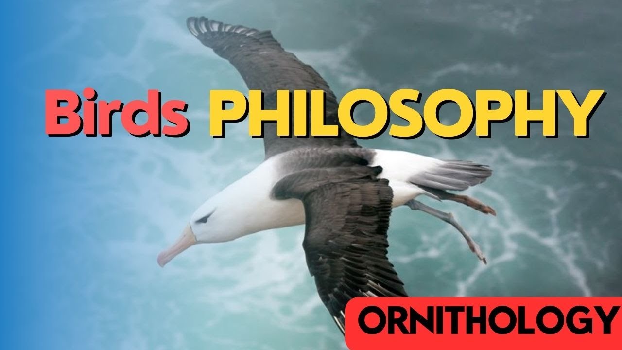 Birds Philosophy | Ornithology | Inspirational Telugu - YouTube