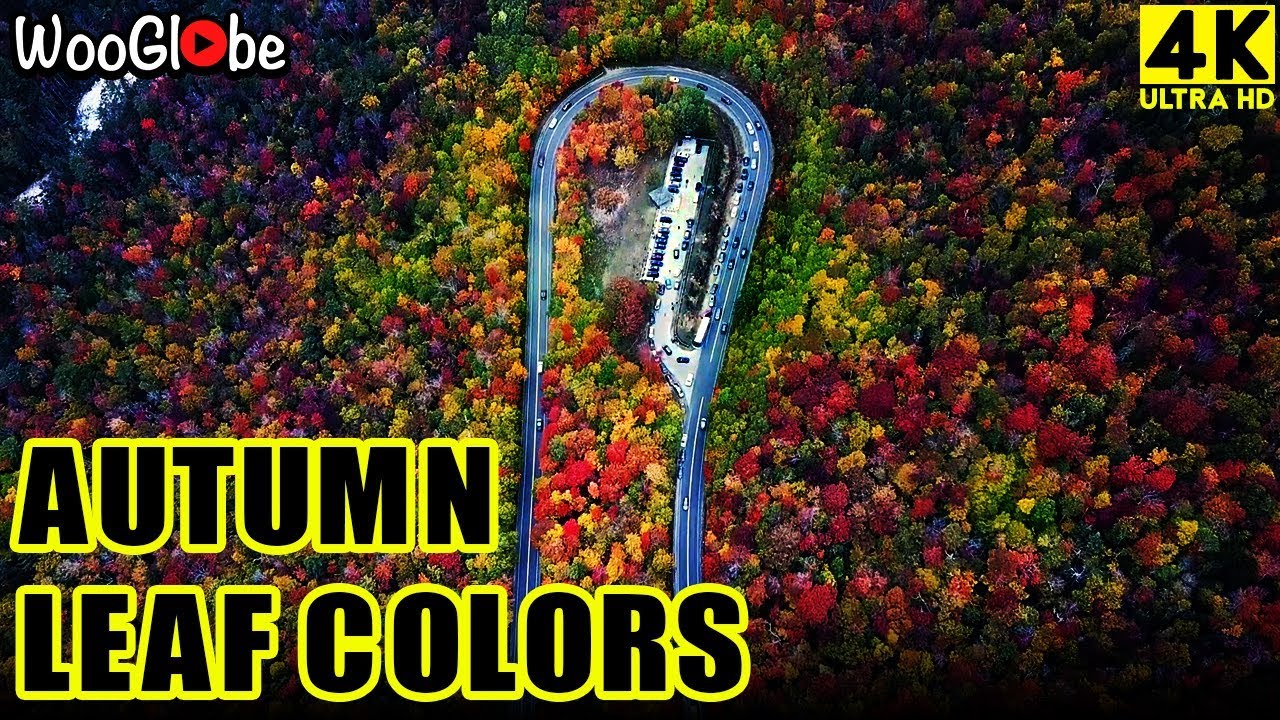White Mountains Got New Colors To Life - Fall Foliage 4K Footage - YouTube