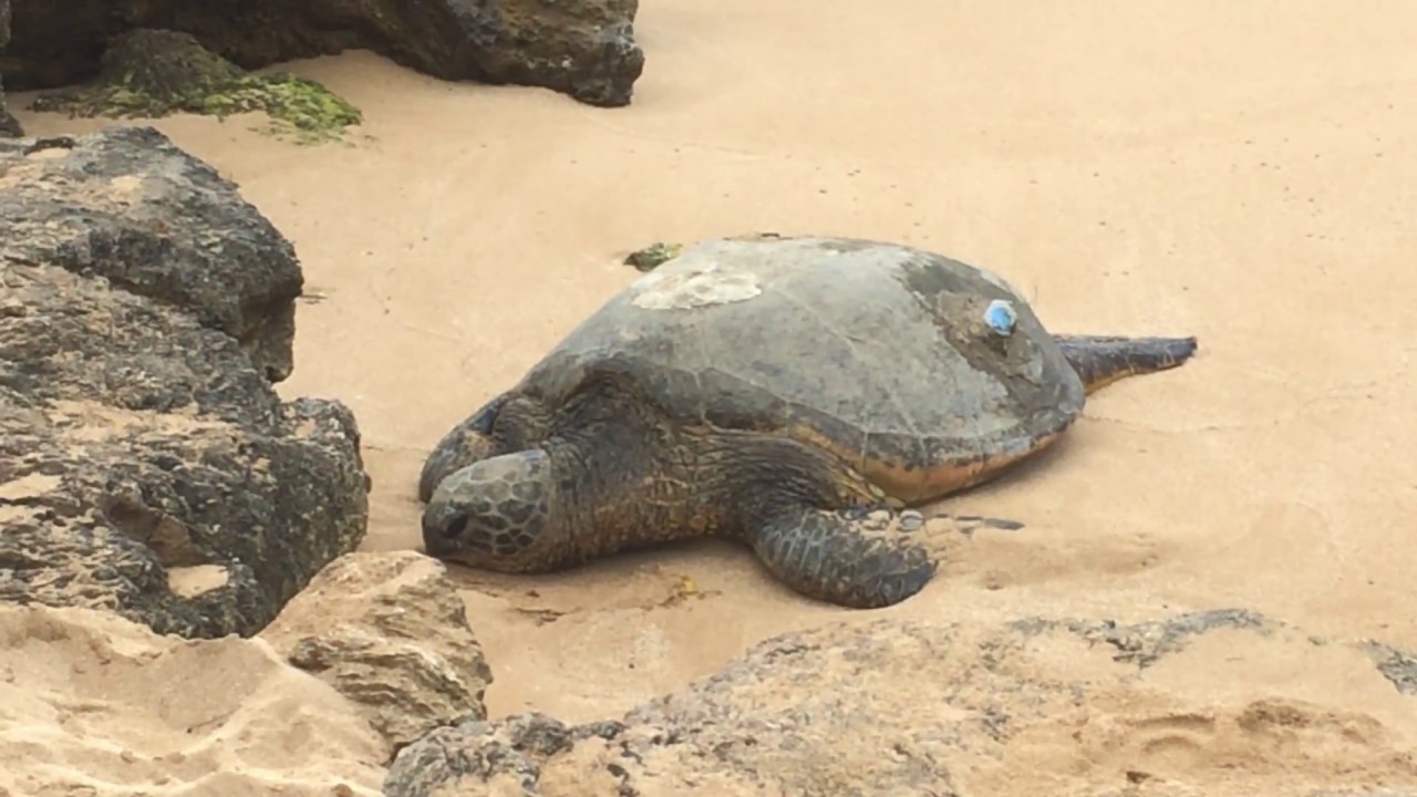 Sea Turtle Video - YouTube