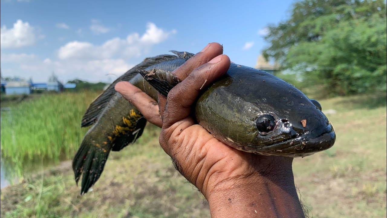 Pro Lure Man f1 | Fishers King Real Froggy | விரால் மீன் பிடித்தல் ...