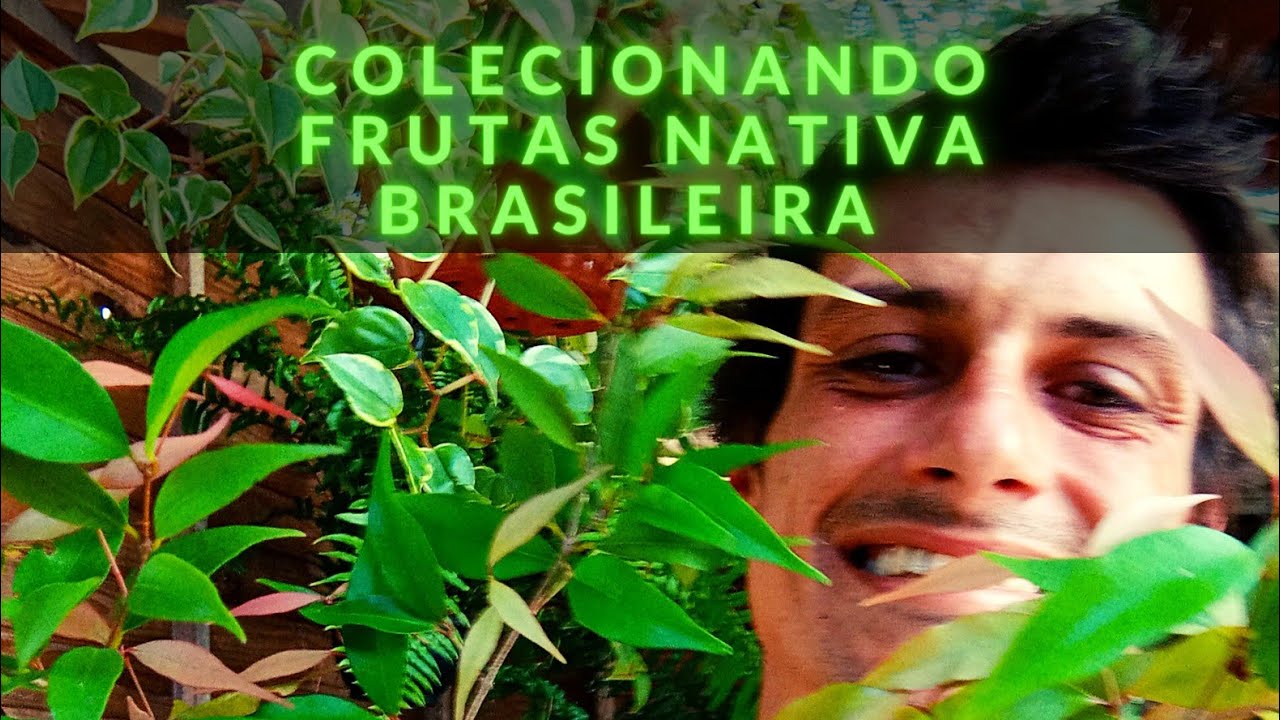 Frutas brasileiras Batinga Vermelha (Eugênia Rostrifolia) - YouTube