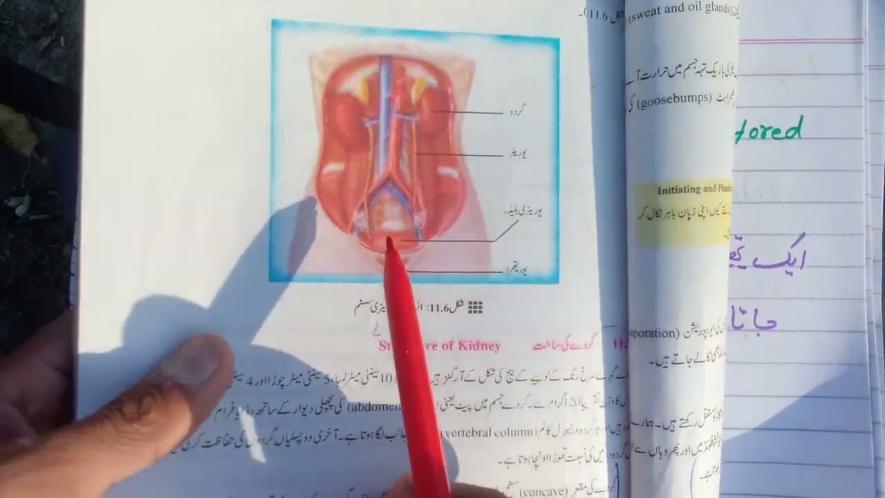 Urinary Bladder Meaning In Urdu What Is Urinary Bladder YouTube Urinary Bladder Meaning In Urdu What Is Urinary Bladder YouTube