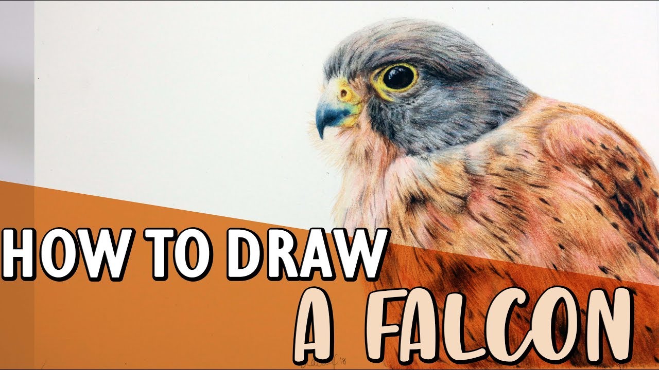 HOW TO DRAW A FALCON | Kestrel Coloured Pencil Tutorial - YouTube
