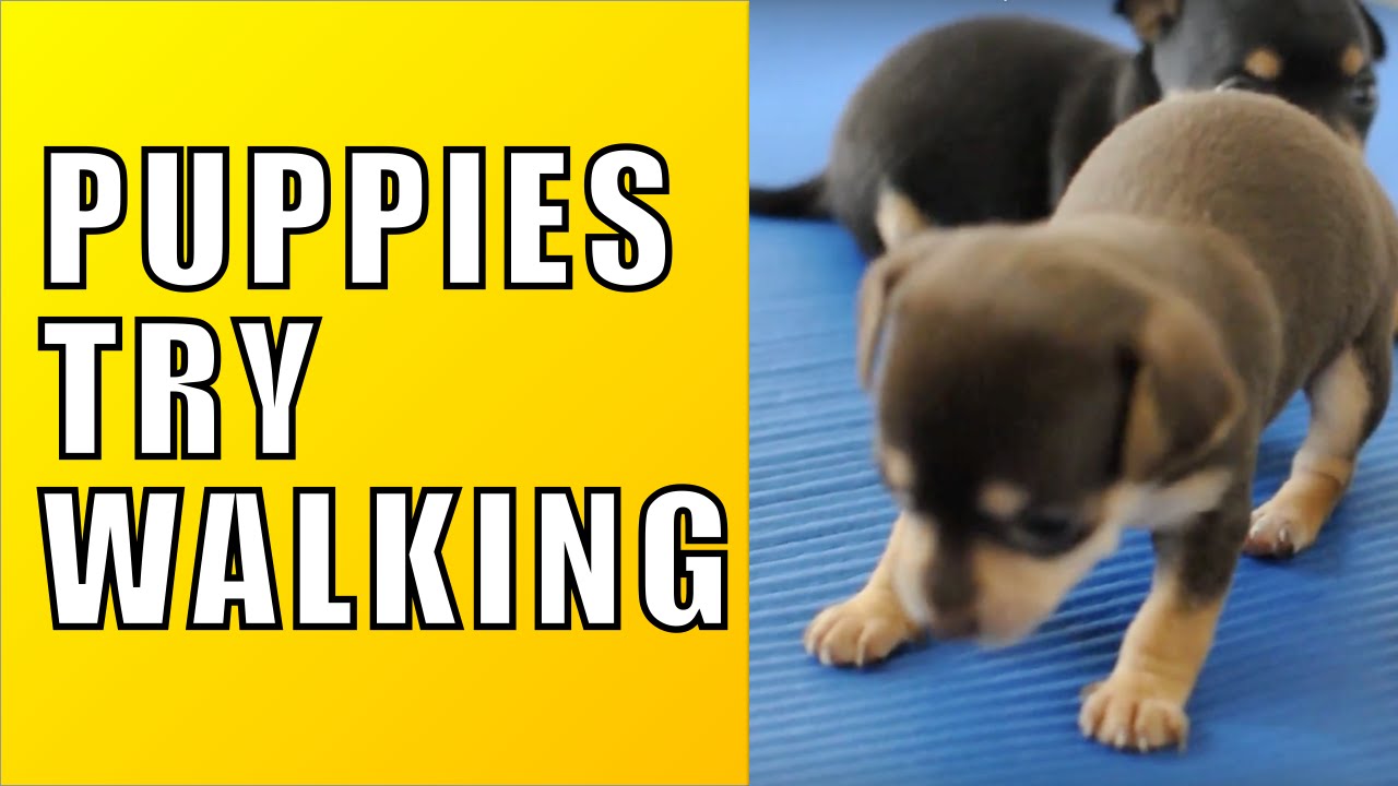 Puppies learning to walk take their first steps - YouTube
