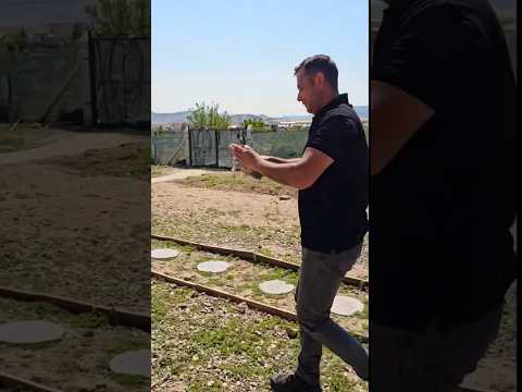 Yeni teke uçan yavru masallah o sene bu sene ✅️ #keşfet #güvercin #kusculartürkiye #yerköy #shorts