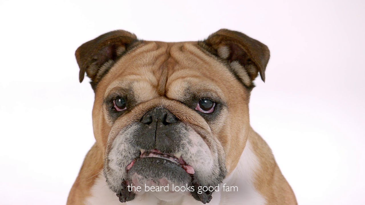 Bulldog Original Beard Oil - YouTube