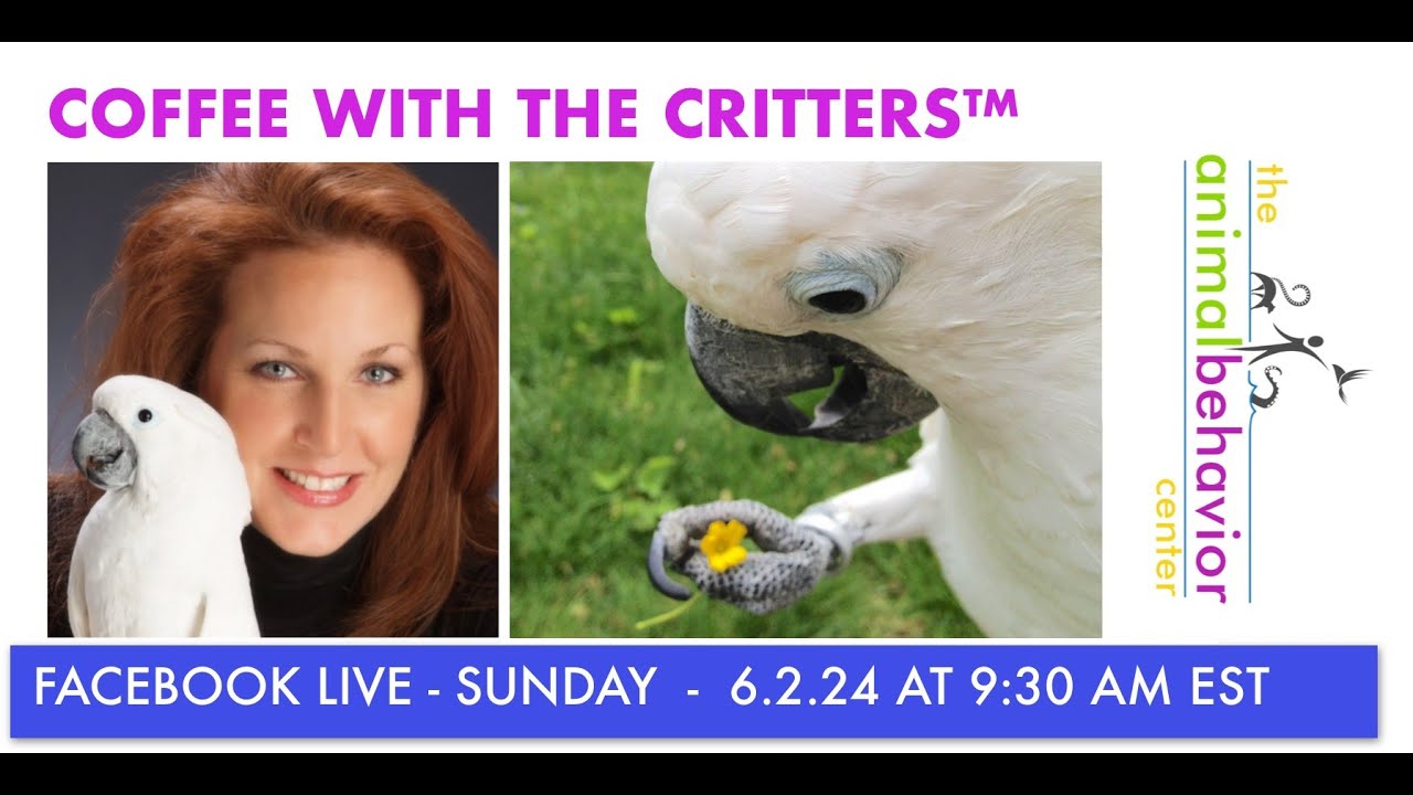 Coffee with the Critters - Let’s talk parrots in recognition of World ...