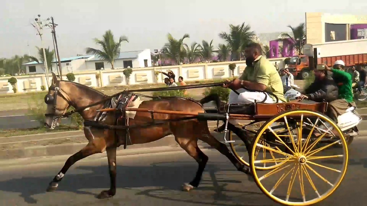 surat horse racing - YouTube