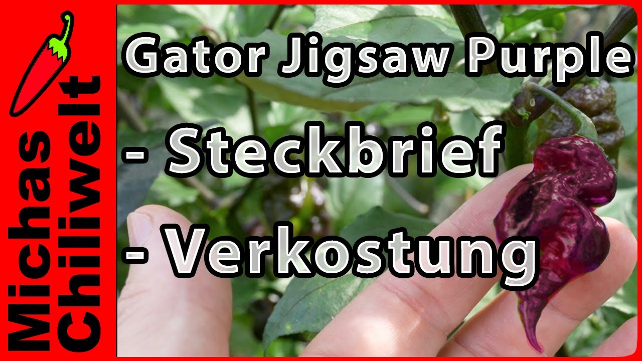 Gator Jigsaw Purple | Dark Pheno | Steckbrief und Verkostung | Chili ...