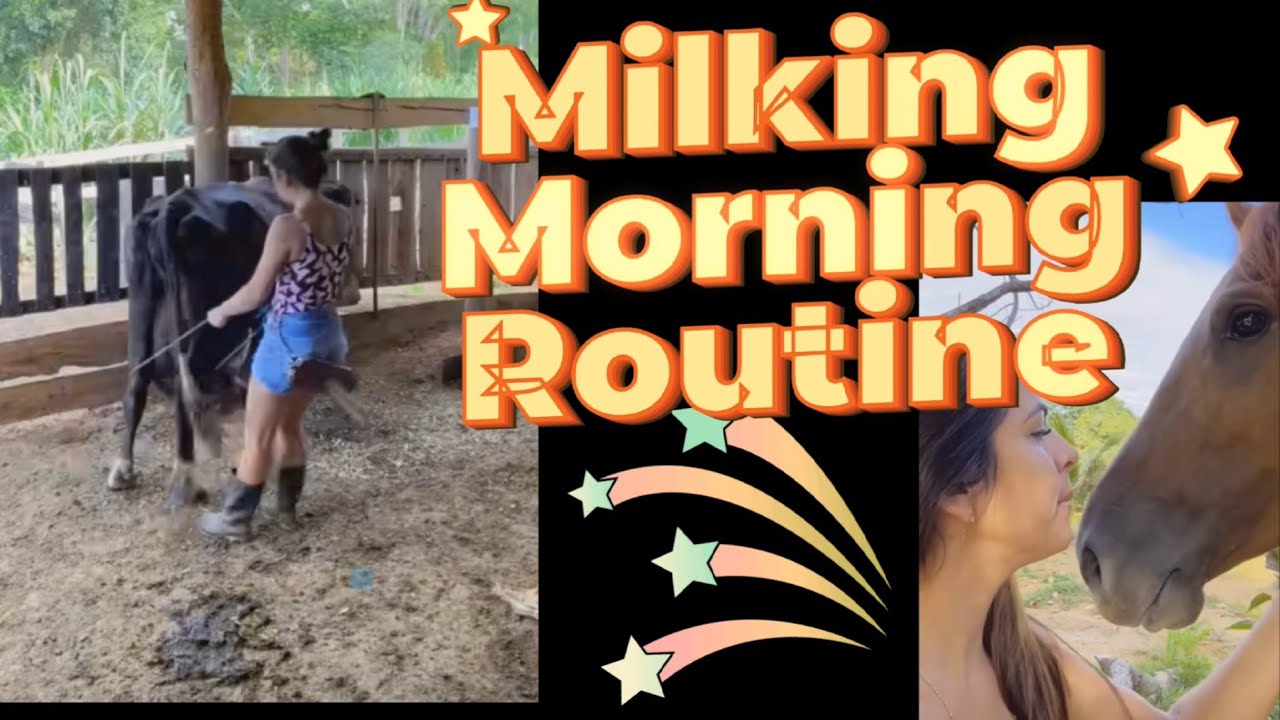 milking morning routine in the farm 😧 - YouTube