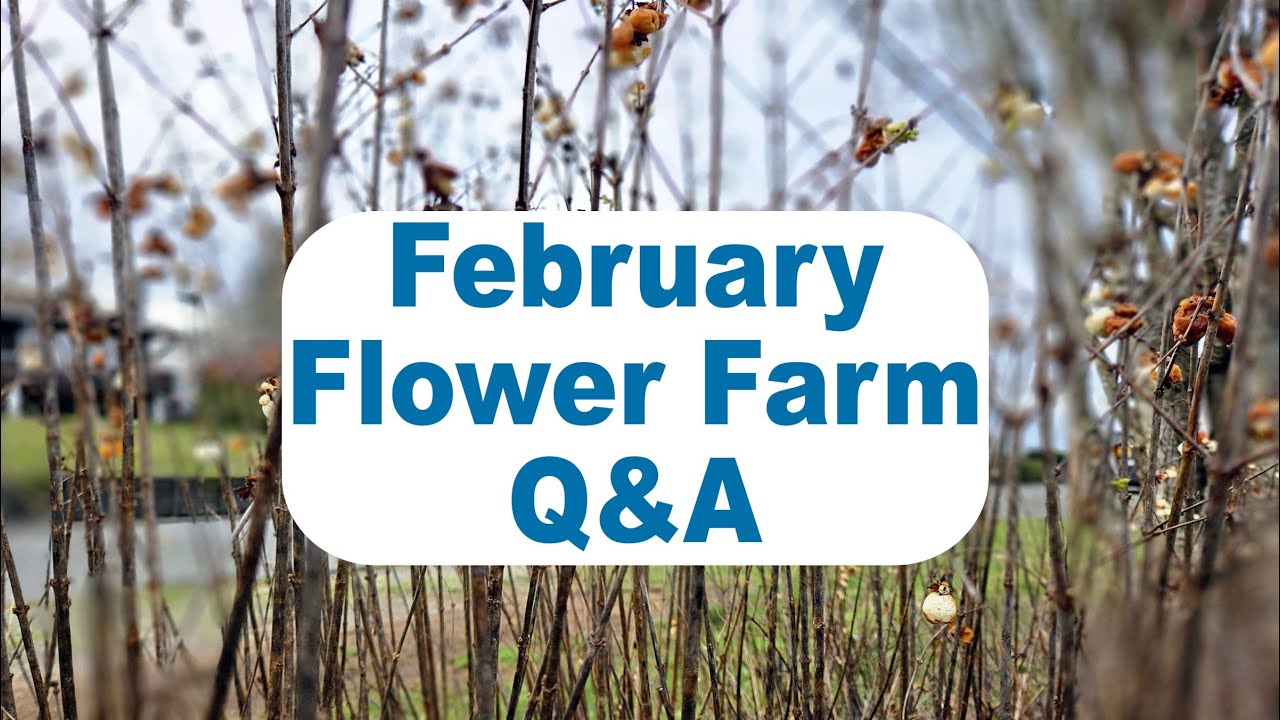 Answering Questions Asked of Me in my February Flower Farming Videos ...