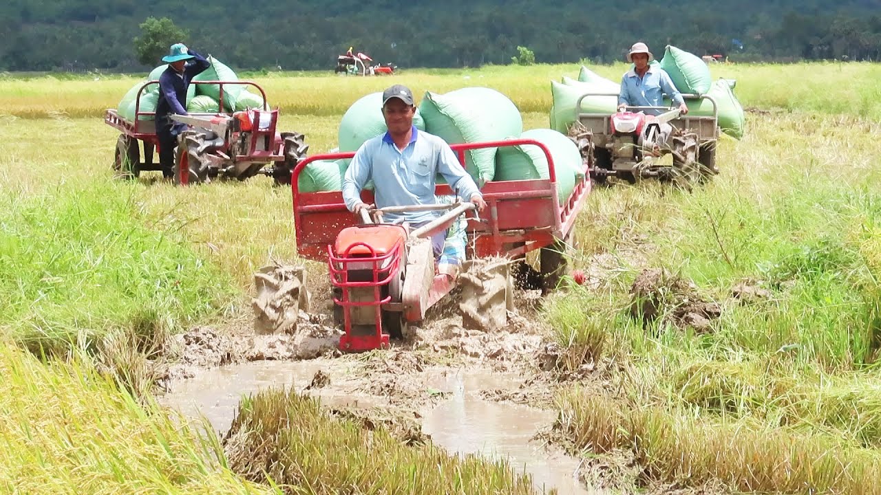 Wonderful Small Tractors Transport Rice Across deep Water And Mud, Best ...