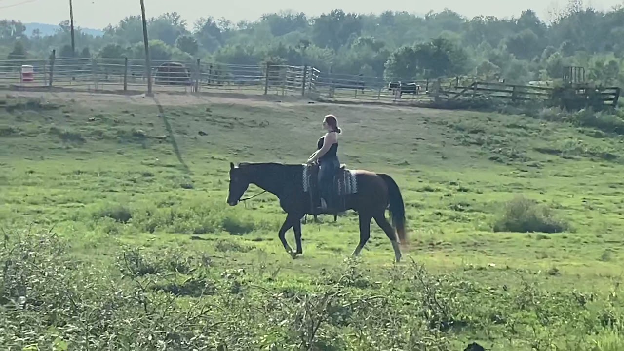 💥SOLD💥 “Jelly Bean”~Versatile Gelding, rides western and English - YouTube