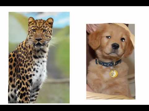 Fart Sync: Fart Conversation Lab puppy vs Leopard - YouTube