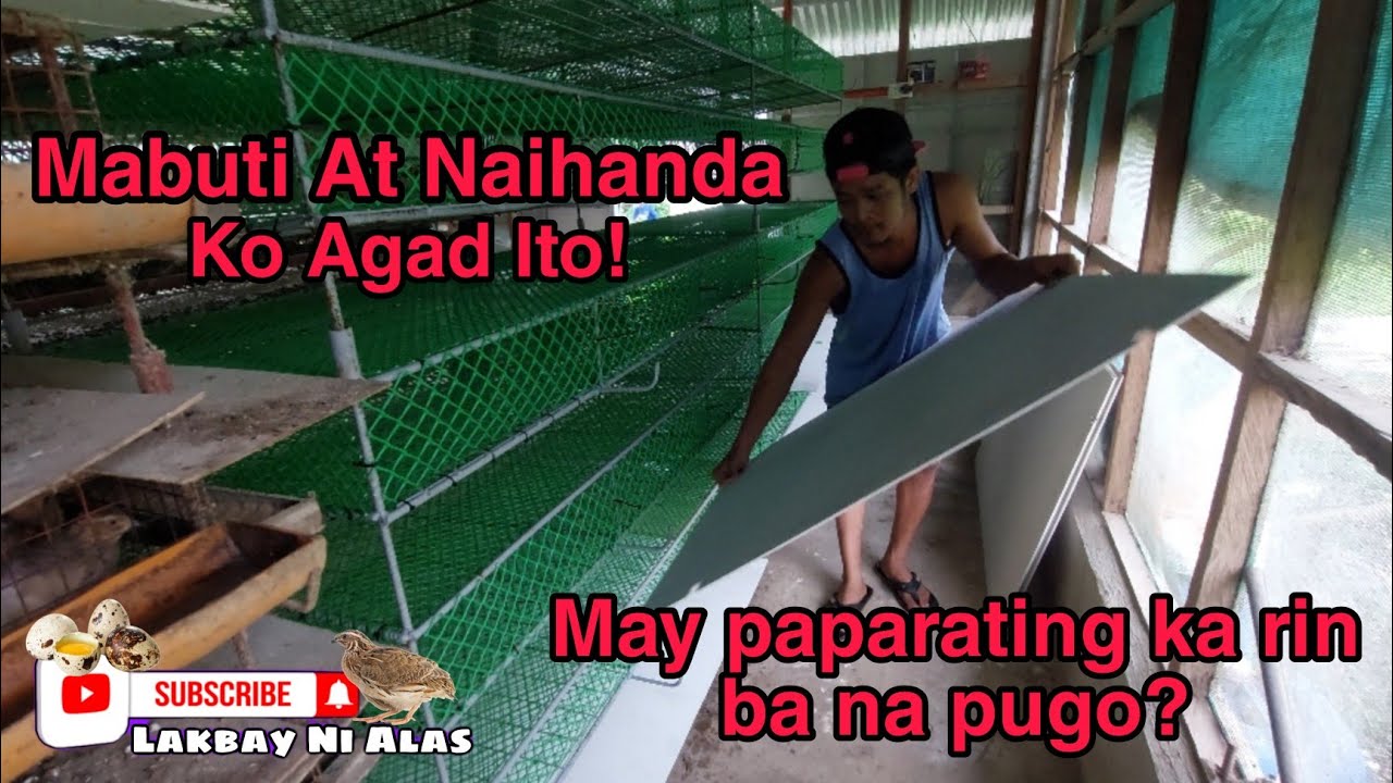 Quail Farming |You Need To Know This Before Your Quail Arrives |Dapat ...