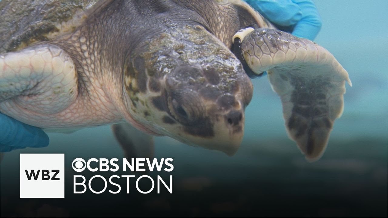 Tracking devices reveal successful sea turtle rehabilitation - YouTube