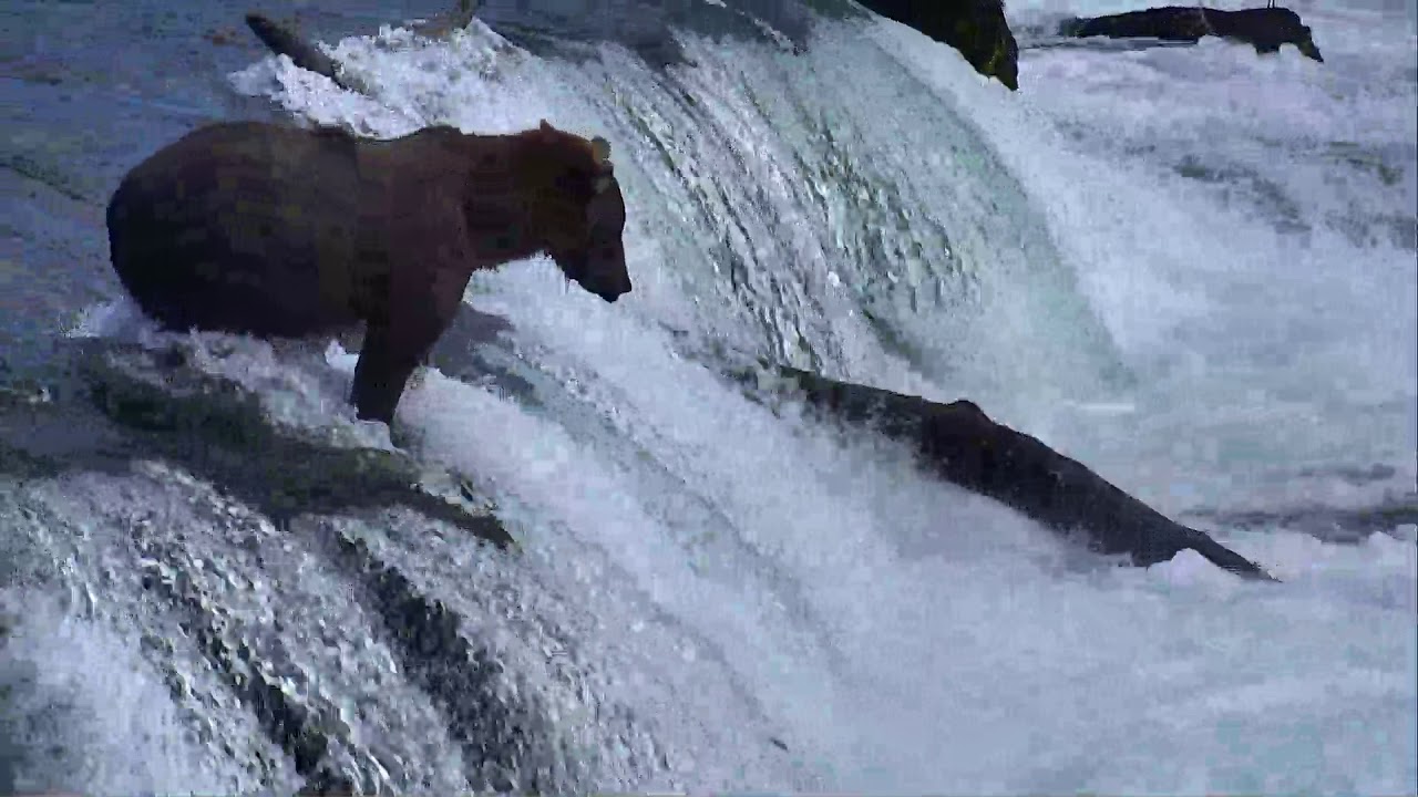 Brooks Falls Brown Bears Cam 08-09-2018 13:31:24 - 14:31:25 - YouTube