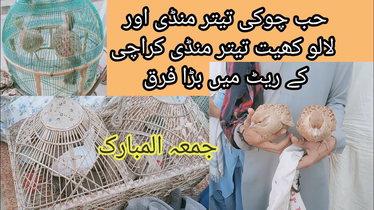 حب چوکی تیتر منڈی بلوچستان کے ریٹ | Hub choki teetar mandi k rate and ...