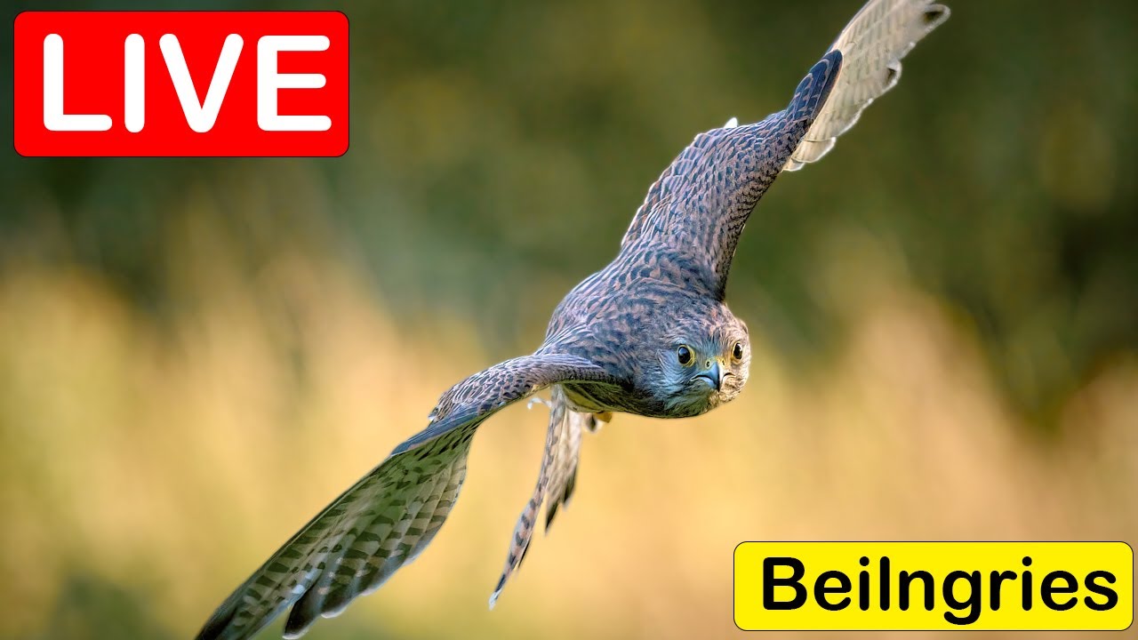 Turmfalken / Kestrels Beilngries - LIVE - Kira & Fips + Lilly & Toni ...