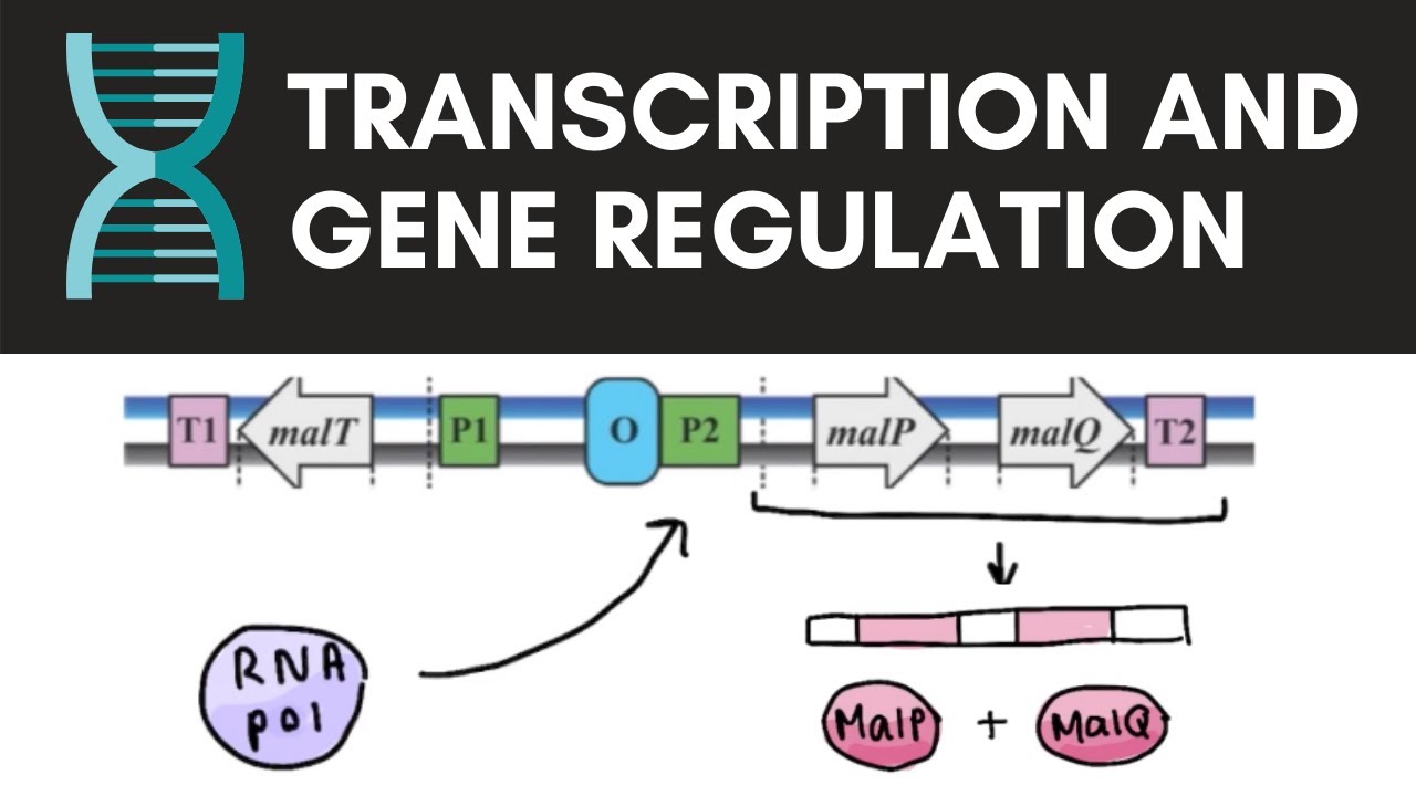 Transcription, gene regulation, lac and mal operons - Cell biology ...