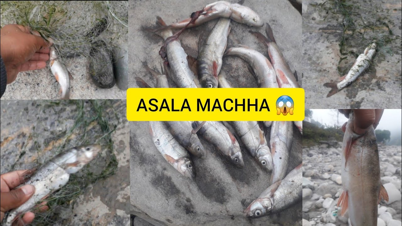 Net fishing in budhigandaki river || mountain trout fishing || asala ...