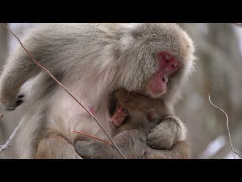 Japan's Wild Snow Monkeys in Winter   2026