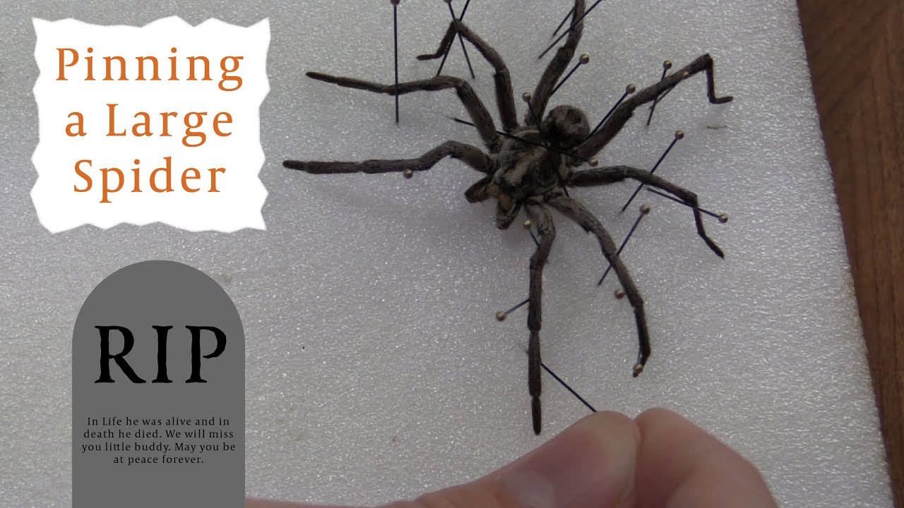 Pinning a Large Spider - YouTube