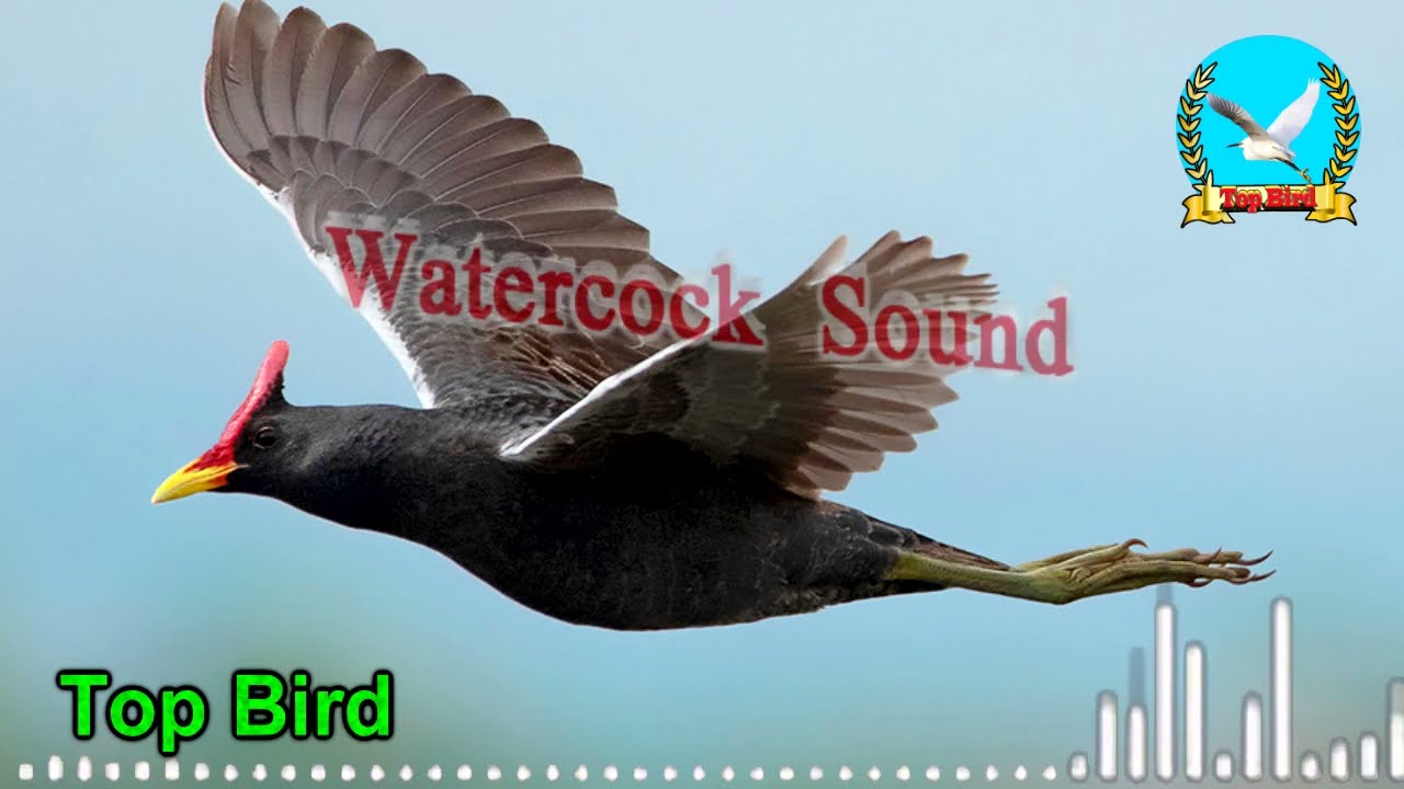 សំទ្បេងសត្វខ្លុំ | Watercock Sounds | Birds watercock sound call very ...