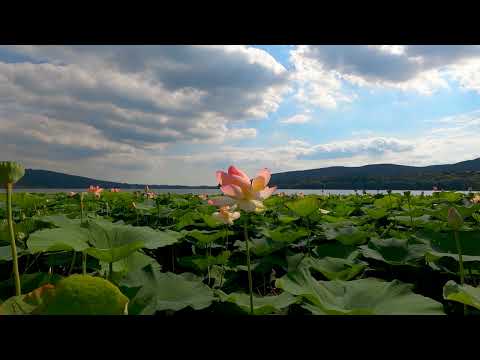 Green land and flowers with beautiful atmospheric view