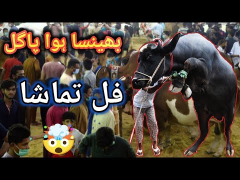 Shahpur kanjra mandi lahore 2023 today - Angry Cow -Cow mandi 2023 ...