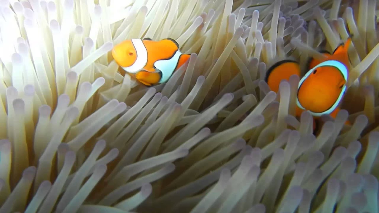 Great Barrier Reef Clown Fish 'Nemo' - YouTube