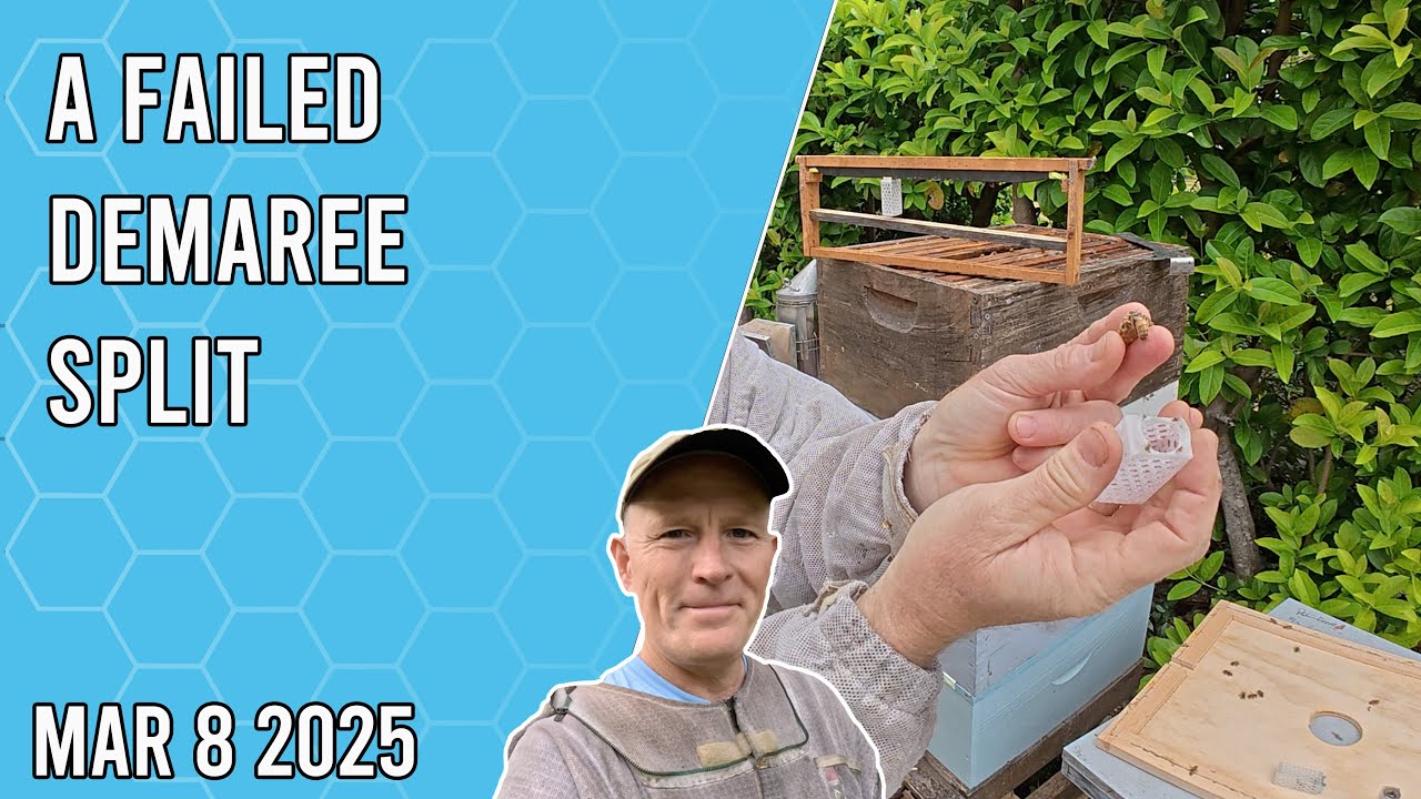 A Failed Demaree Split and Discussion - Jacksonville FL Zone 9b - YouTube