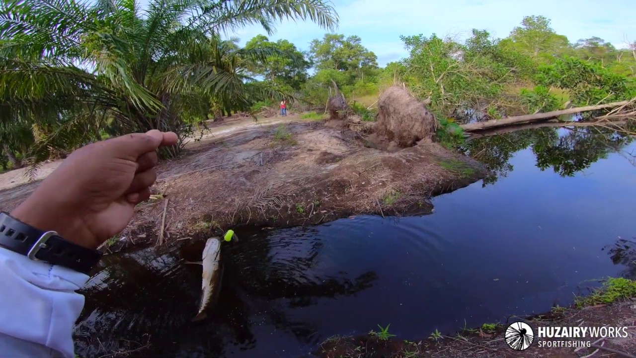 Haruan @ Gabus on Kanicen Nix Geli-geli soft baits - Snakehead Fishing ...