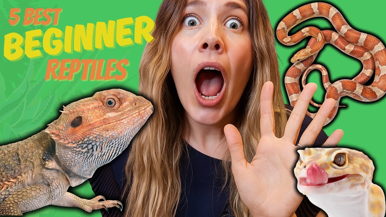 Top 5 Reptiles for Beginners (Easy Family Pets for First-Time Owners ...