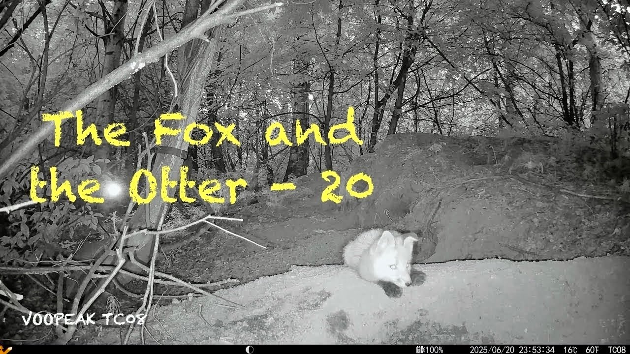 The Fox and the Otter - 20 - YouTube