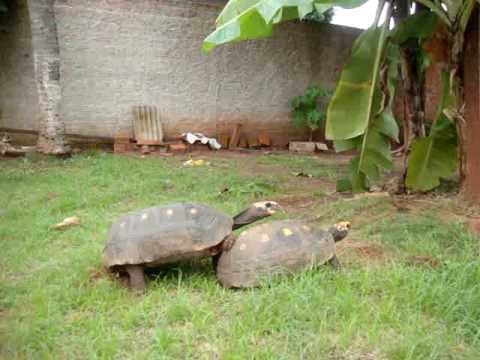 jabuti acasalando - YouTube