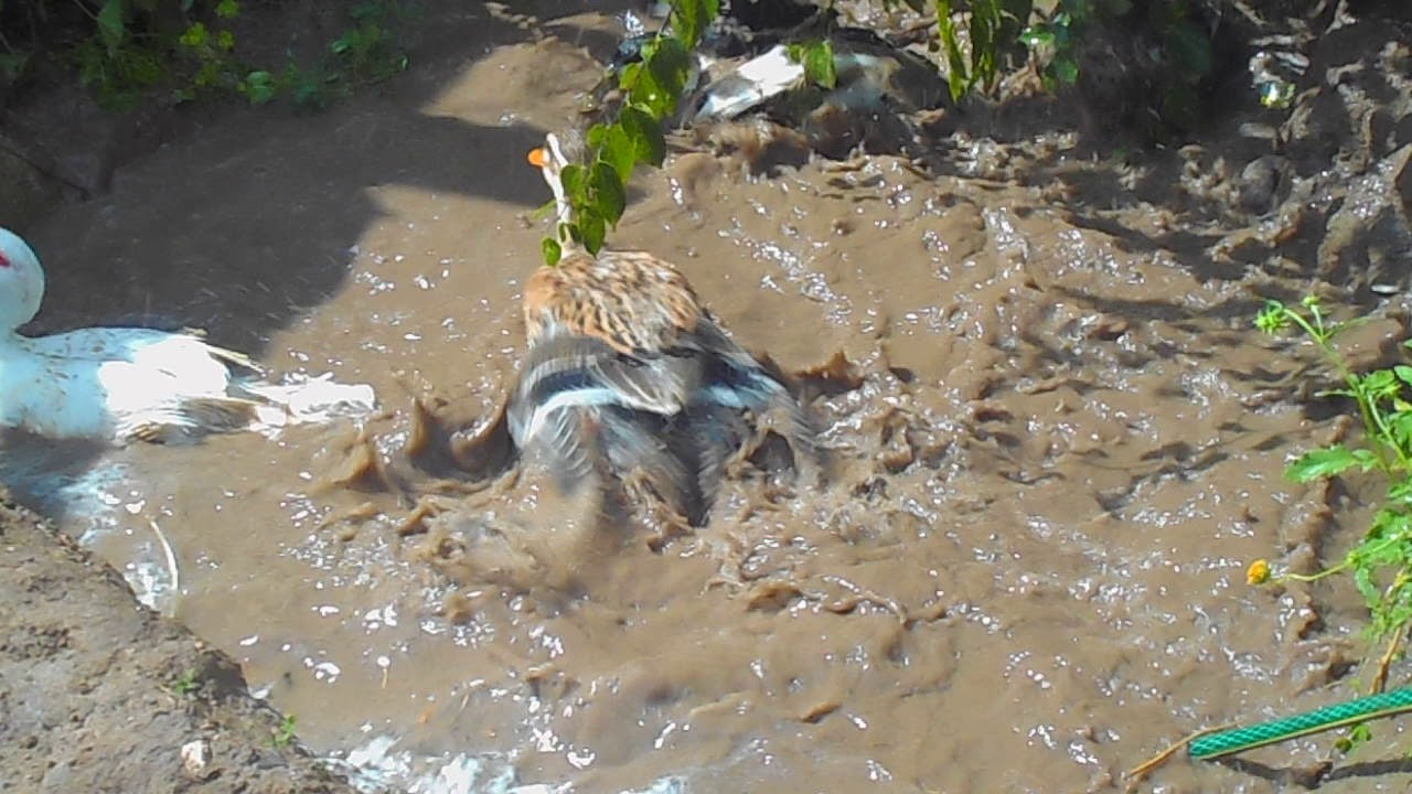 Patos pekin, rouen clair, rouen silver bañándose y pata clueca - YouTube