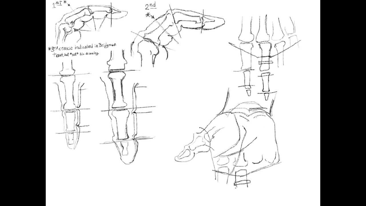 Constructive Anatomy Fingers Creases pg 37 - YouTube