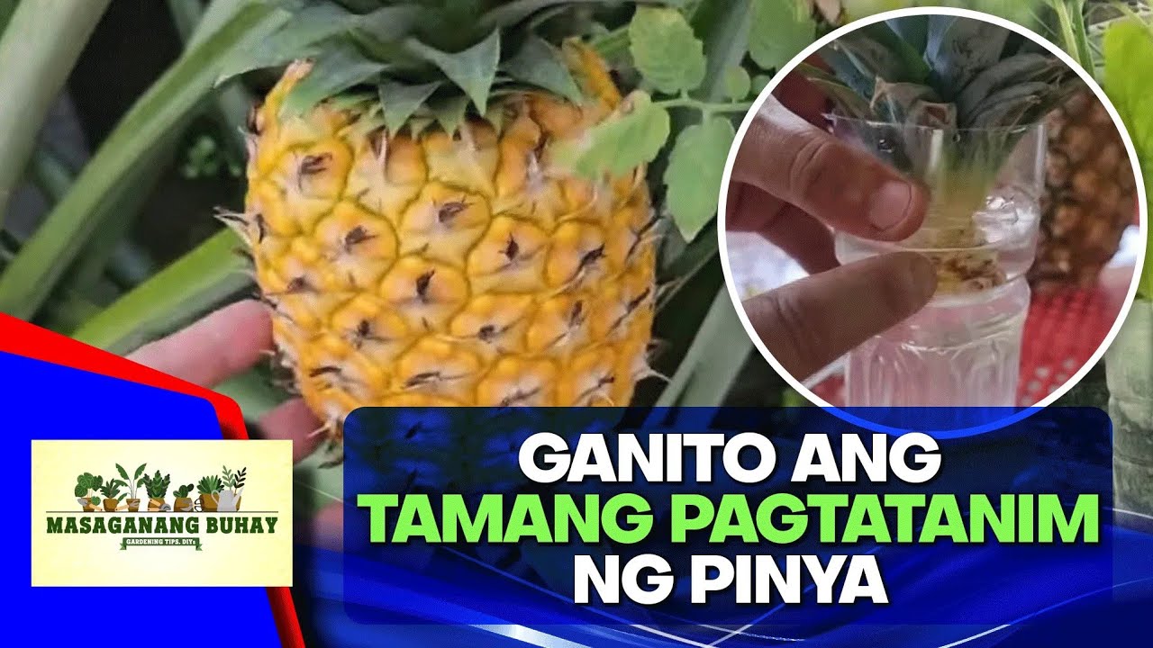 Paano magtanim ng pinya? - YouTube