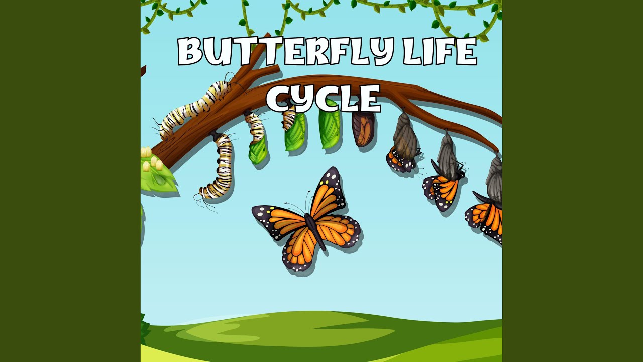 BUTTERFLY LIFE CYCLE/ A fun and catchy song that teaches kids about the ...