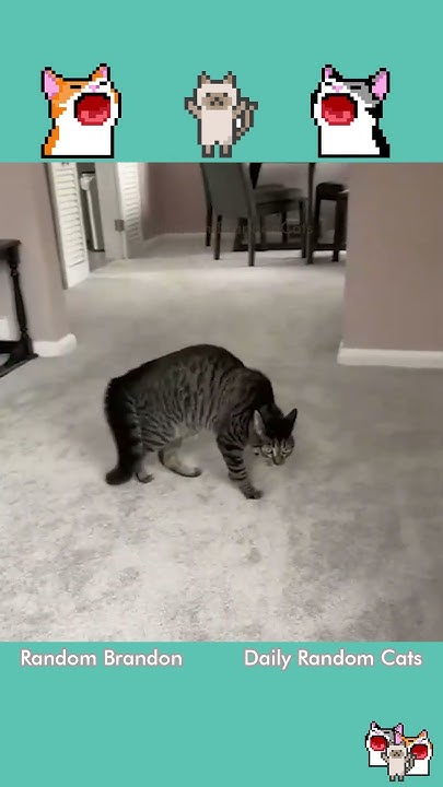 Random Cats Daily n°4 - YouTube