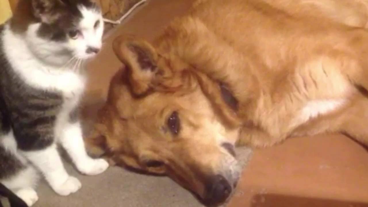 Kunilepal ehk nagu kass ja koer - YouTube