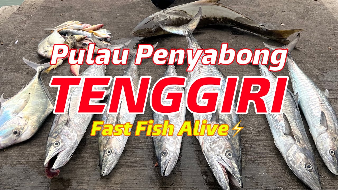 11KG Tenggiri‼️Trip Akra Jigger - YouTube