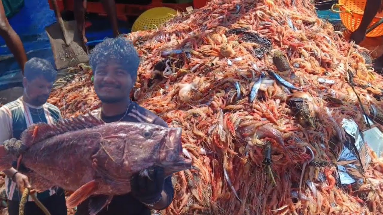 AMAZING 🤩 WE CAUGHT TONS OF PRAWN | Day 2 நாடுகளில் இறால் | DEEP SEA ...