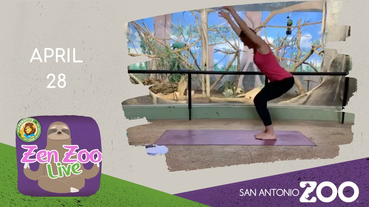 Zen Zoo April 28 - YouTube
